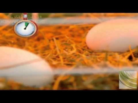 Detectivinanza: ¿Qué está buscando este Brachiosaurus? | Dokipedia | Fandom