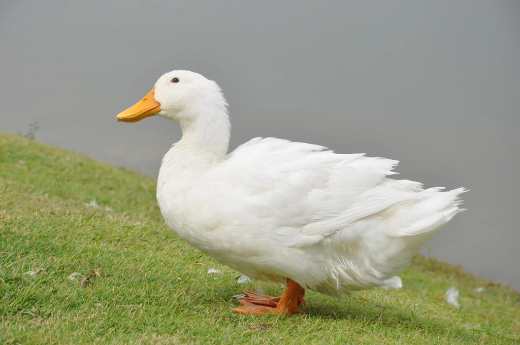 Duck | Doll the movie Wiki | Fandom