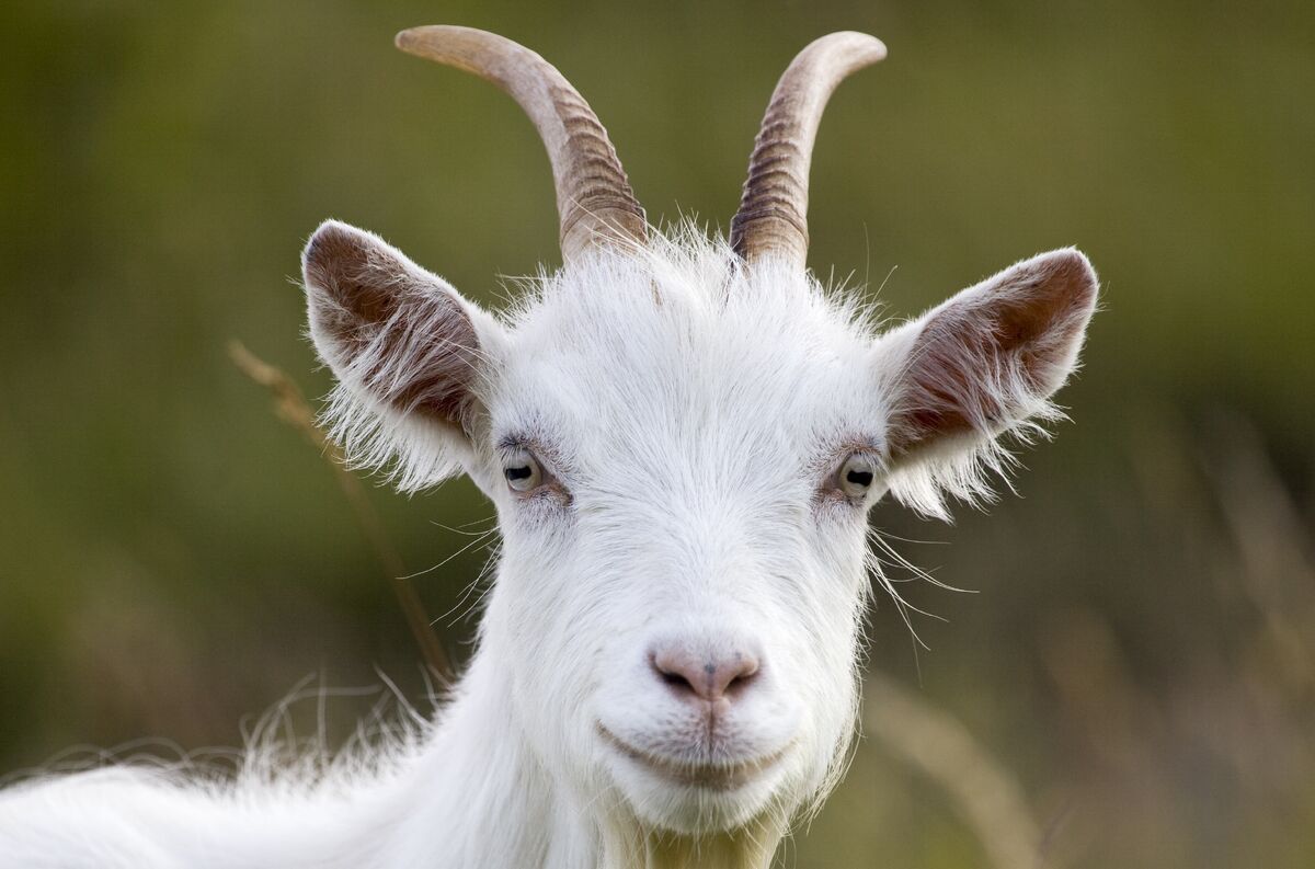 Goat | Doll the movie Wiki | Fandom Goat | Doll the movie Wiki | Fandom