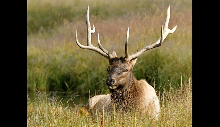 Elk boss | Doll the movie Wiki | Fandom