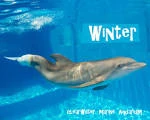 Winter | Dolphin Tale Wiki | Fandom