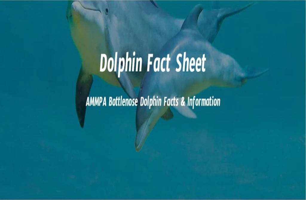 Bottlenose Dolphin Facts