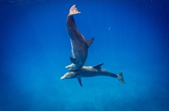 Dolphin Info | Dolphins Wiki | Fandom