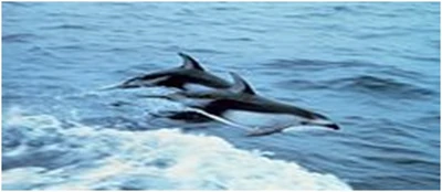 Vocalizations | Dolphins Wiki | Fandom