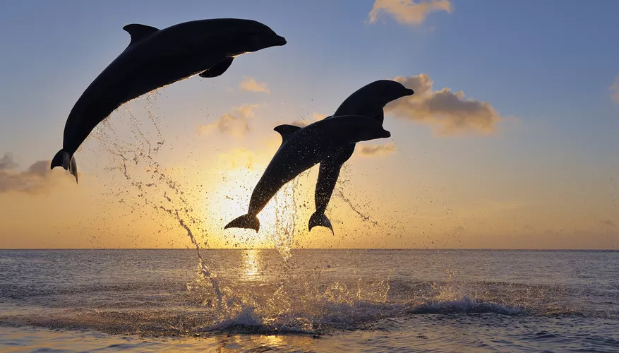 Sciencing How High Can Dolphins Jump? | Dolphins Wiki | Fandom