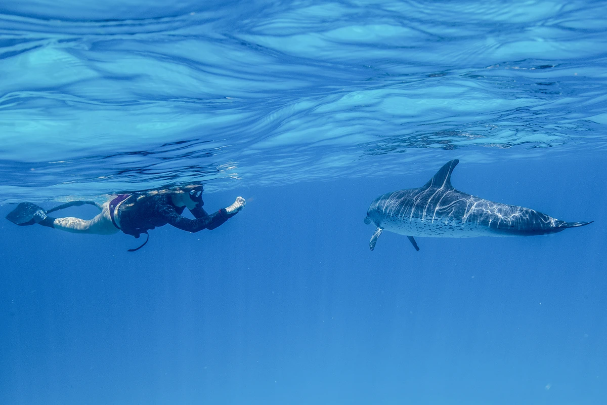 A Day in the Life of a Dolphin Researcher | Dolphins Wiki | Fandom