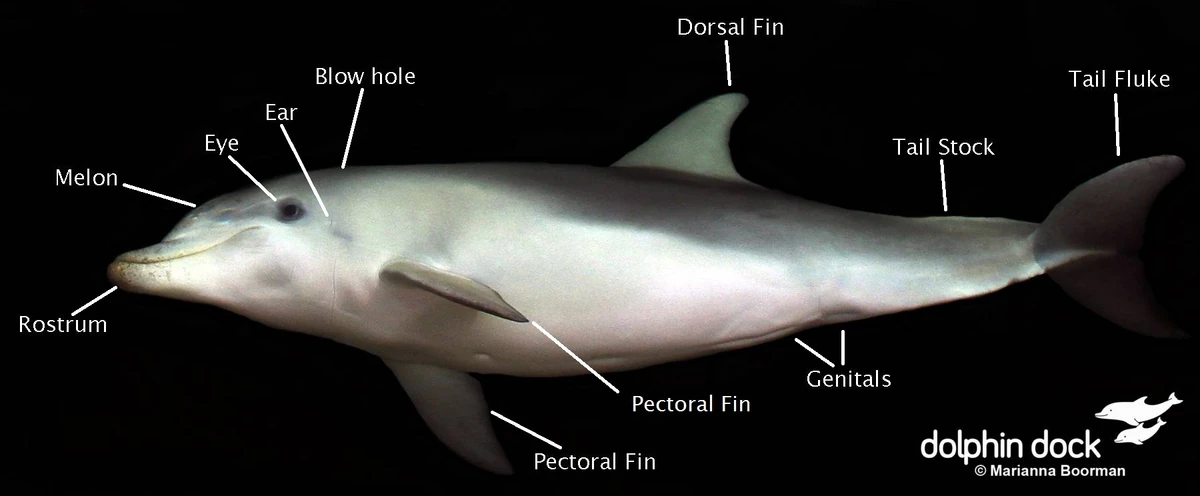 Dolphin Dock Anatomy | Dolphins Wiki | Fandom