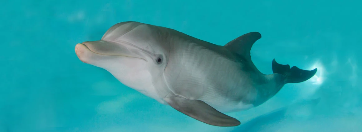 Hope (dolphin) | Dolphin Tale Wiki | Fandom