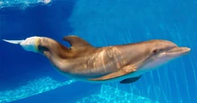 Winter (dolphin) | Dolphin Tale Wiki | Fandom