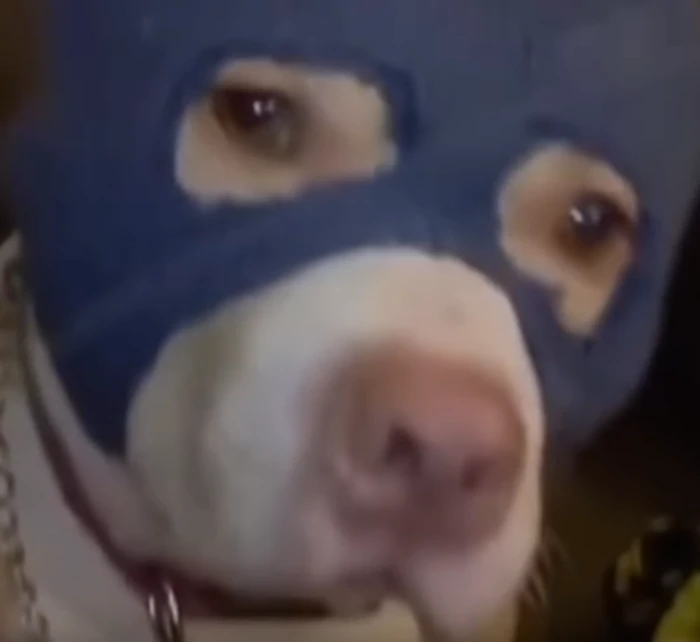 Hood dog walter | Dolphlands Wiki | Fandom