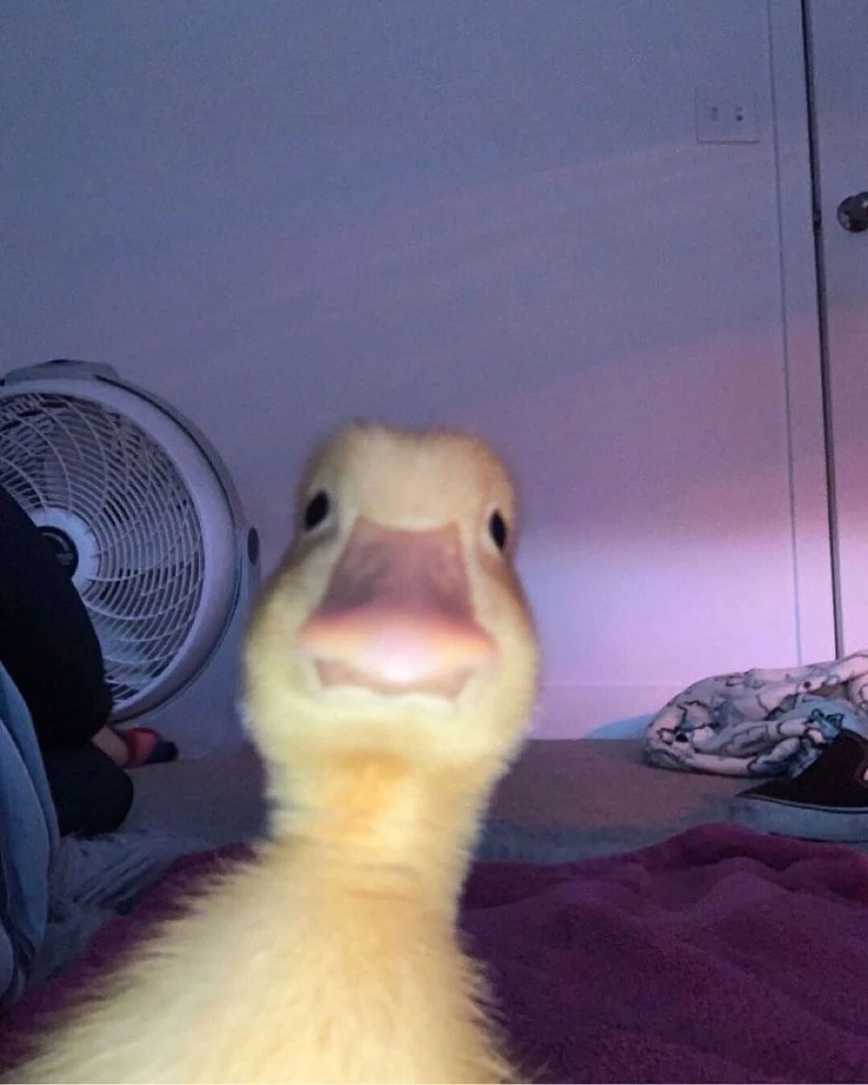 Duckington IV the 9th Jr. | Dolphlands Wiki | Fandom