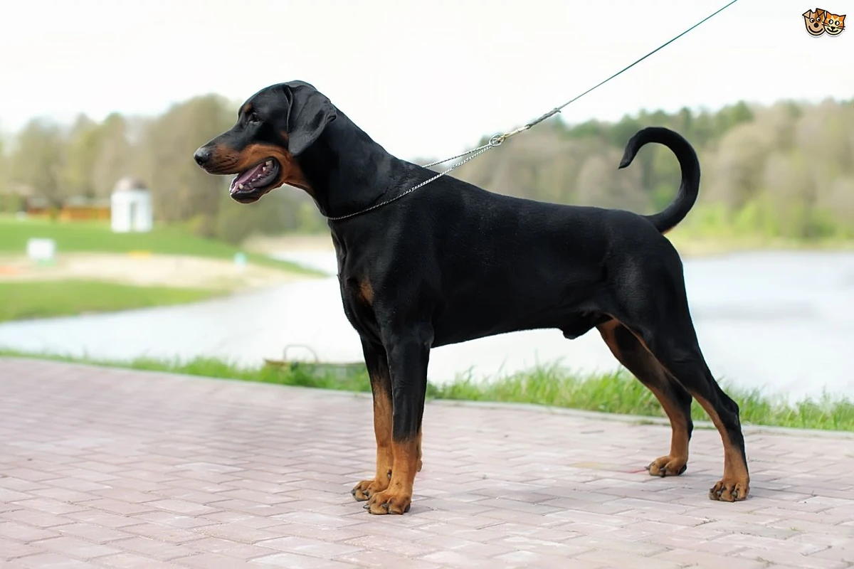 Doberman Pinscher | Domesticated Canine Wiki | Fandom