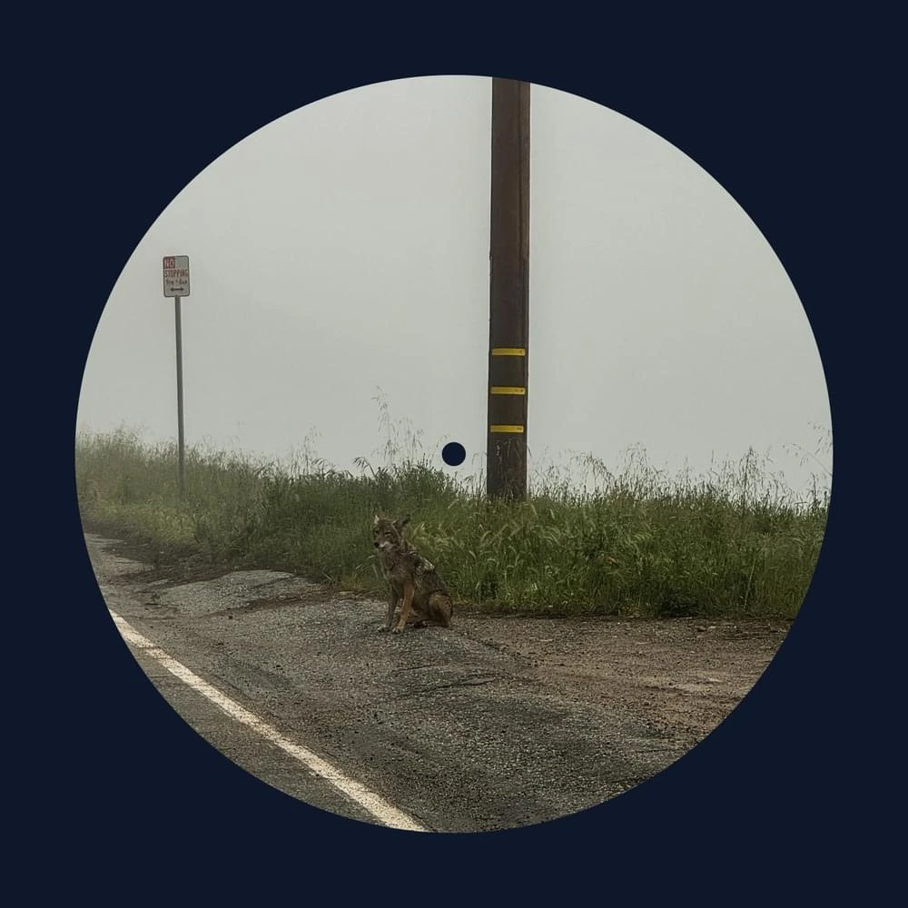 hi grace | Dominic Fike Wiki | Fandom