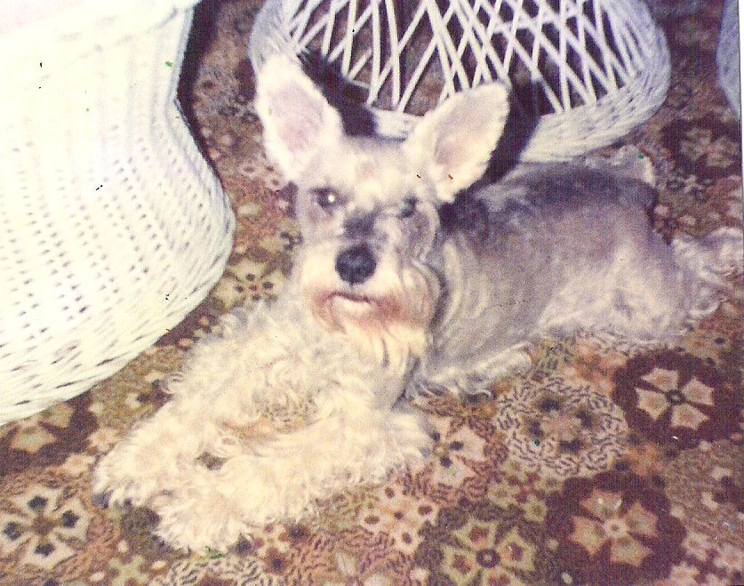 Mitzey | Dom's family pet Wiki | Fandom