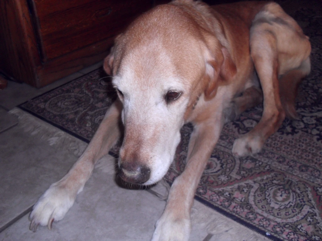 Woods Family Pets | Dom's family pet Wiki | Fandom