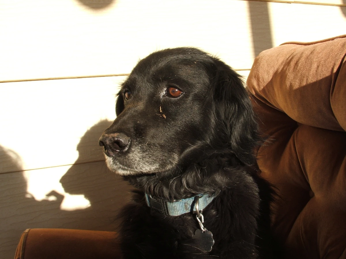 Category:Dogs | Dom's family pet Wiki | Fandom