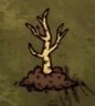Árvore Birchnut | Wiki Don't Starve Português | Fandom