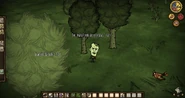 Birchnut Tree | Don't Starve Wiki | Fandom
