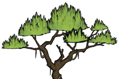 how to draw a jungle tree step by step