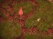 Bramble | Don't Starve Wiki | Fandom