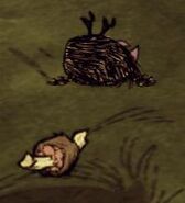 Tallbird | Don't Starve Wiki | Fandom