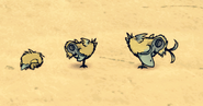 Doydoy | Don't Starve Wiki | Fandom