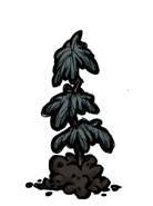 Lumpy Evergreen | Don't Starve Wiki | Fandom