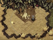 Knobbly Tree | Don't Starve Wiki | Fandom
