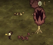 Birchnut Tree | Don't Starve Wiki | Fandom