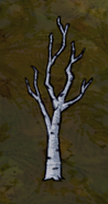 Birchnut Tree | Don't Starve Wiki | Fandom