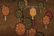 Birchnut Tree | Don't Starve Wiki | Fandom
