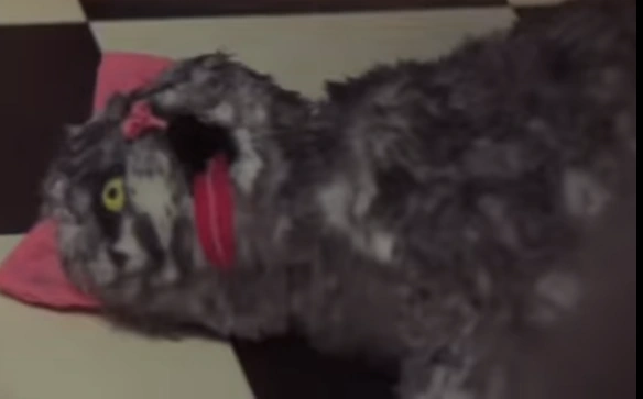 Scrunty | Don't Hug Me I'm Scared Wiki | Fandom