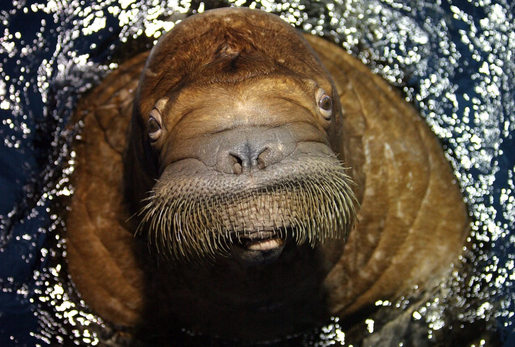 Pacific Walrus | Doodatta Saver Wiki | Fandom