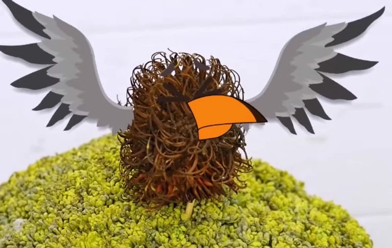 Rambutan Bird Doodland | Doodland Wiki | Fandom