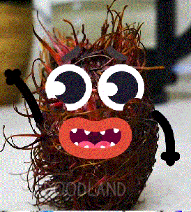 Rambutan Doodland | Doodland Wiki | Fandom