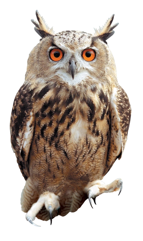 Giant Owl | Doomsday Animations Wiki | Fandom