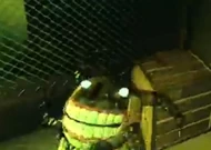 Screech | DOORS Wiki | Fandom