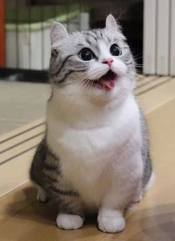 Jim Bob Le Kitteh | Doors Ideas Wiki | Fandom