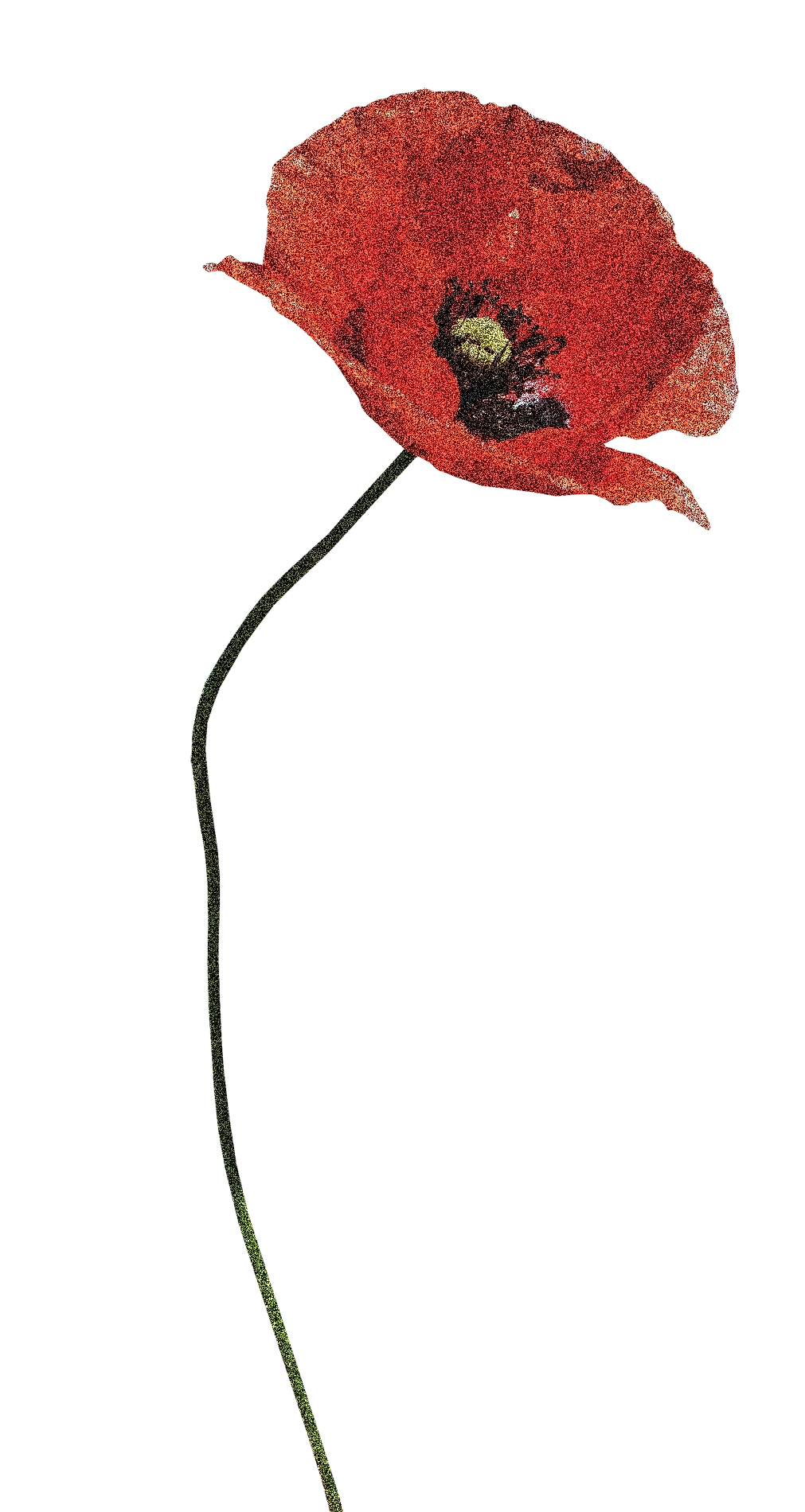 The Poppy Which Stands Taller Than The Rest | Doors Ideas Wiki | Fandom