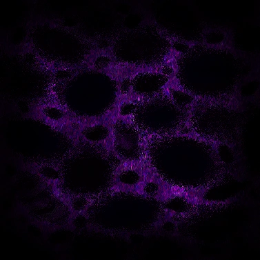 Enigma (BT) | Doors Ideas Wiki | Fandom