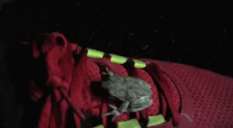 Frog | Dope Fresh Nation Wiki | Fandom