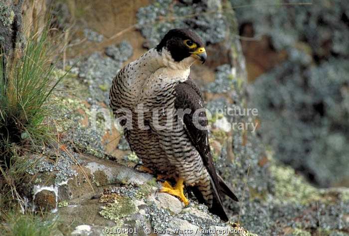 Go, Diego, Go! Season 3 Animals | Dora the Explorer Wiki | Fandom