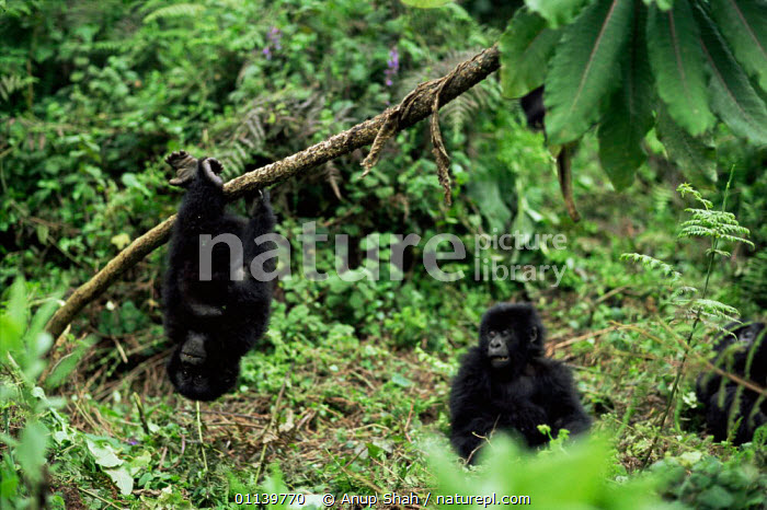 Go Diego Go Great Gorilla