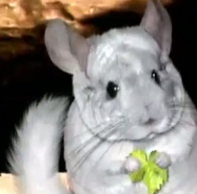 Chinta the Baby Chinchilla | Dora the Explorer Wiki | Fandom