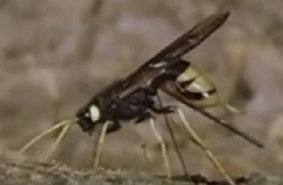 Ants, Bees and Wasps | Dorling Kindersley Vision Wiki | Fandom