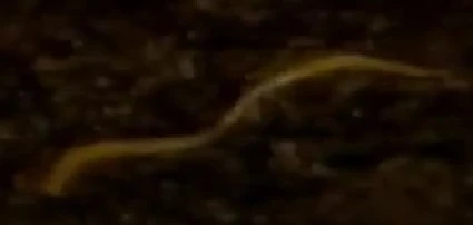 Gallery of studio-filmed animal species | Dorling Kindersley Vision Wiki | Fandom