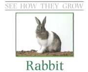 Wild Animals | Dorling Kindersley Vision Wiki | Fandom