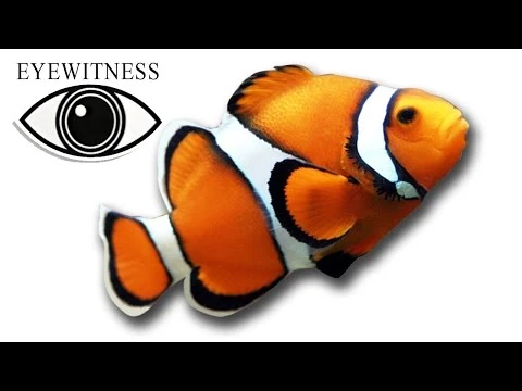 Fish (full transcript) | Dorling Kindersley Vision Wiki | Fandom