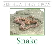 Wild Animals | Dorling Kindersley Vision Wiki | Fandom