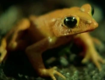 Threatened species in Dorling Kindersley Vision | Dorling Kindersley Vision Wiki | Fandom